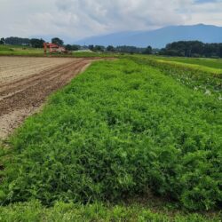 マメ科の緑肥品種 - 園芸ガイド